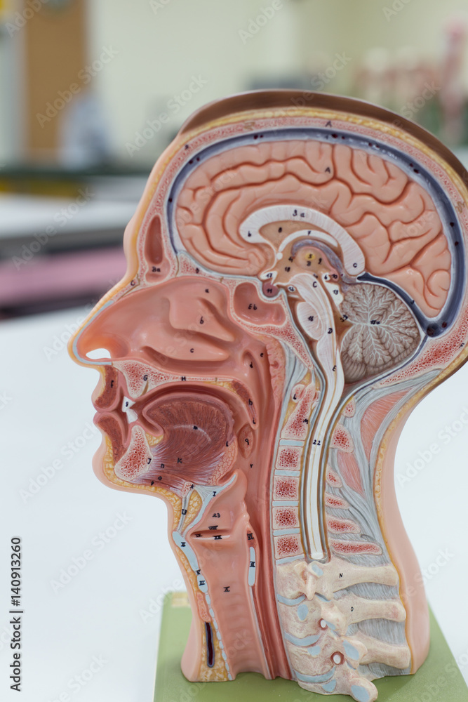 Model brain Human,respiratory system and skeletal head models for ...