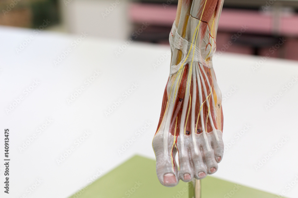Anatomy muscle Legs model of muscle for classroom education. Stock ...