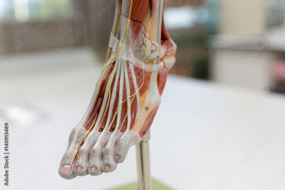 Anatomy muscle Legs model of muscle for classroom education. Stock ...