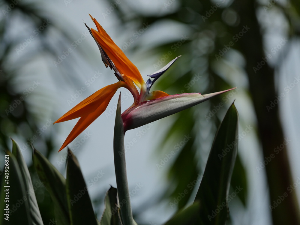 Oiseau de Paradis, Strelitzia reginae, jardin créole, La Réunion Stock ...