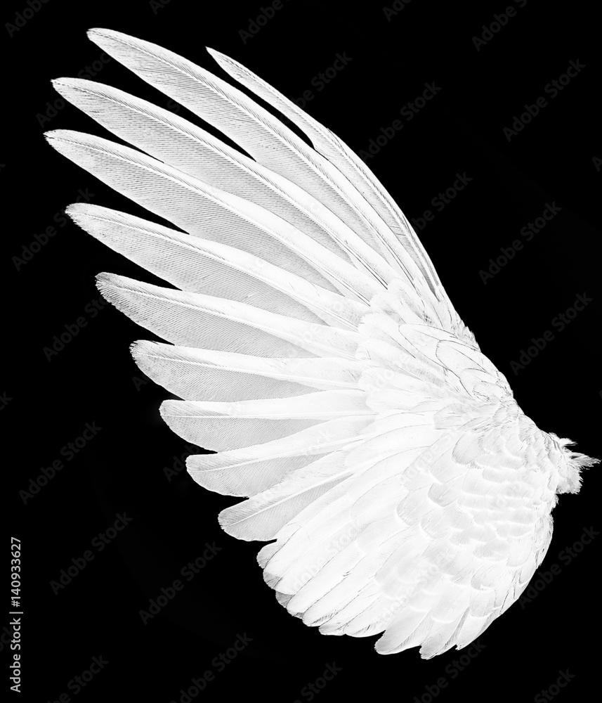 white wings of birds on back bacground Stock Photo | Adobe Stock