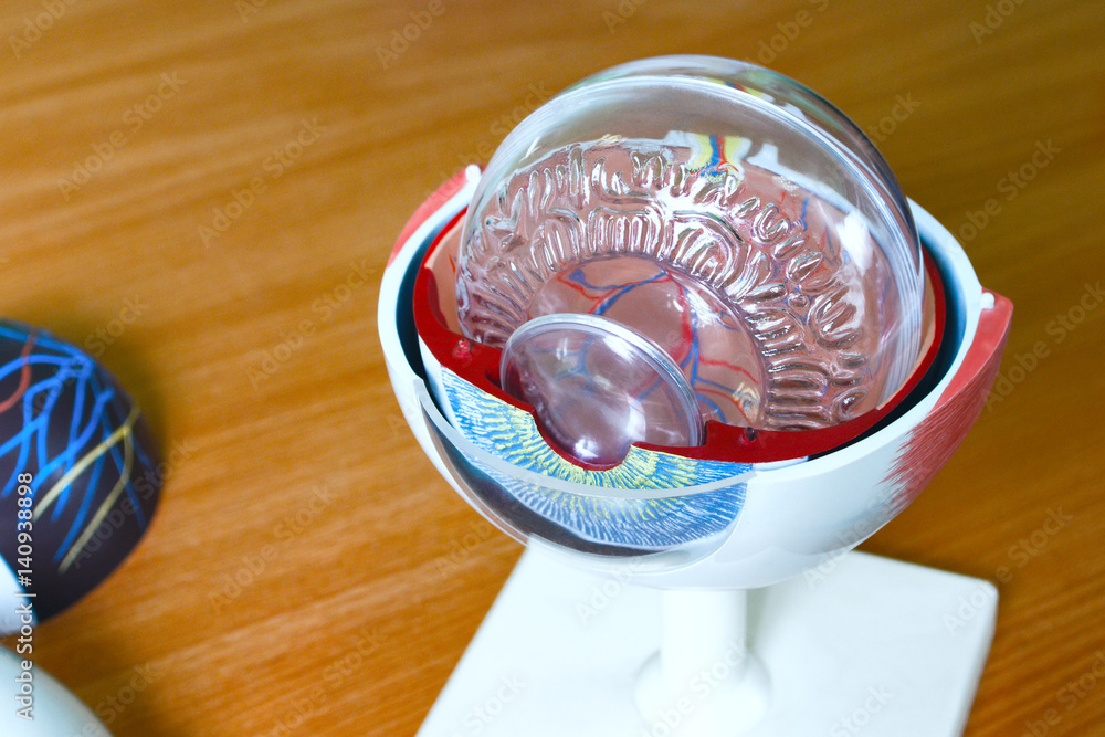 Ophthalmology oculus sample closeup. Ophthalmology, eye model close-up ...