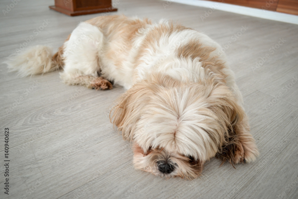 Perro Acostado foto de Stock | Adobe Stock