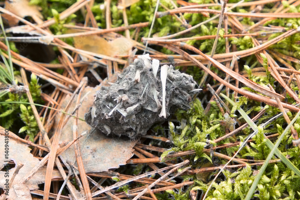 Pellet - undigested food of predatory bird. Stock Photo | Adobe Stock