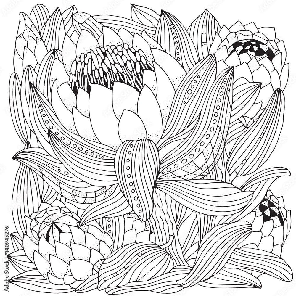 Coloring book page for adult and children. Protea flower Stock Vector ...