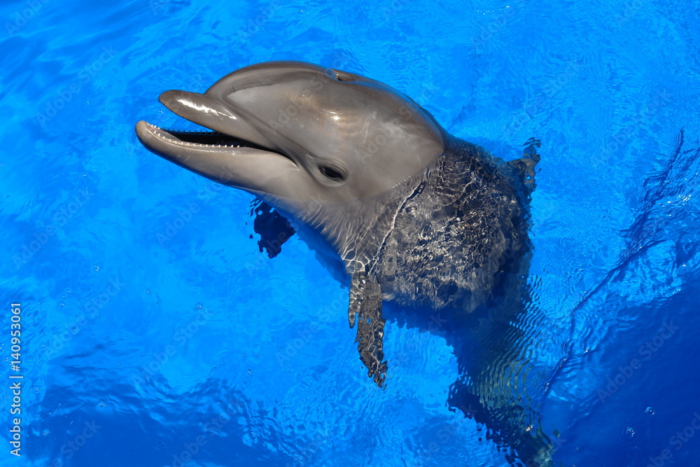 Happy dolphin smiling opened his mouth showing his teeth with his eyes ...