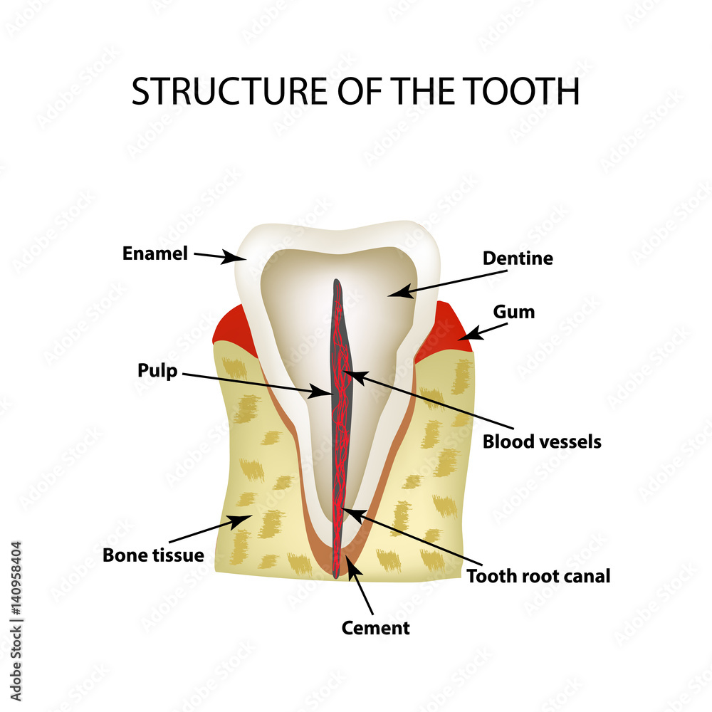 The anatomical structure of the tooth. Infographics. Vector ...