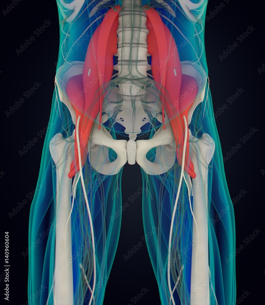 Human anatomy, psoas muscle, soul muscle, core strength, yoga, pilates ...