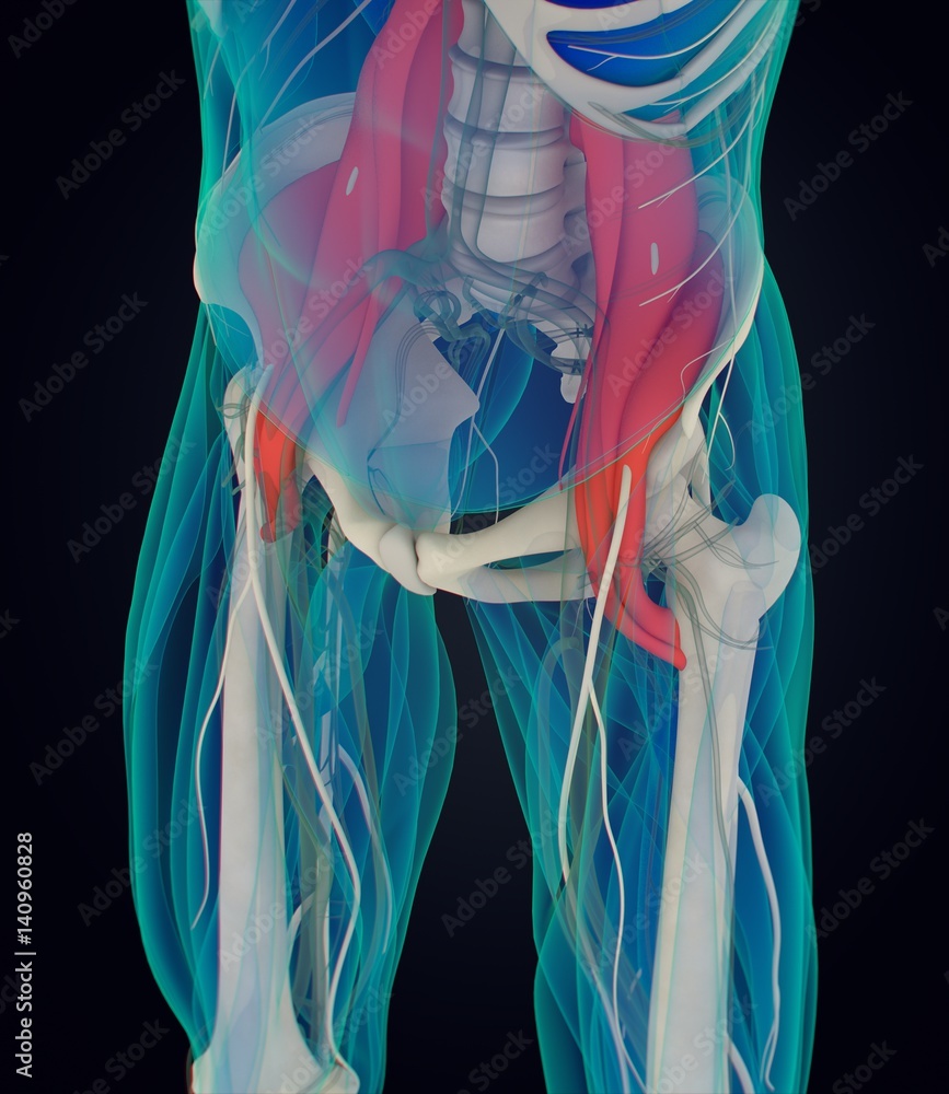 Human anatomy, psoas muscle, soul muscle, core strength, yoga, pilates ...