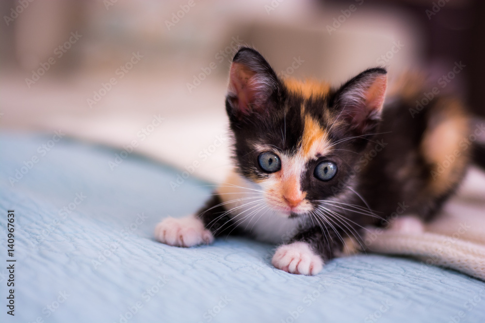 Gata Stock Photo | Adobe Stock