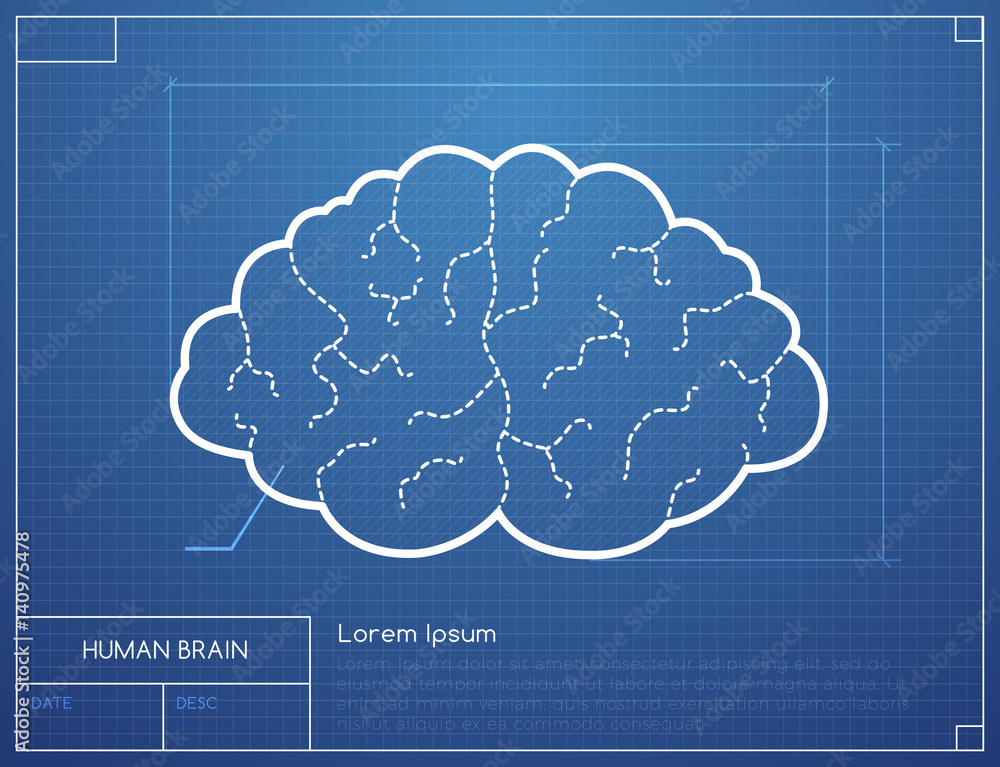 Human brain on a blueprint vector illustration Stock Vector | Adobe Stock