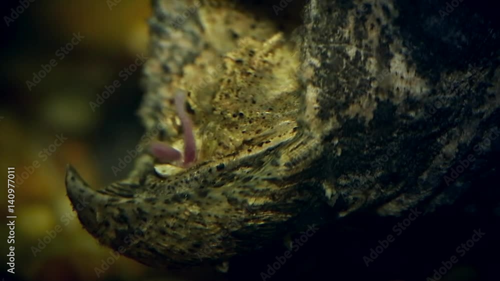 An Endangered Alligator Snapping Turtle (Macrochelys temminckii) uses a ...