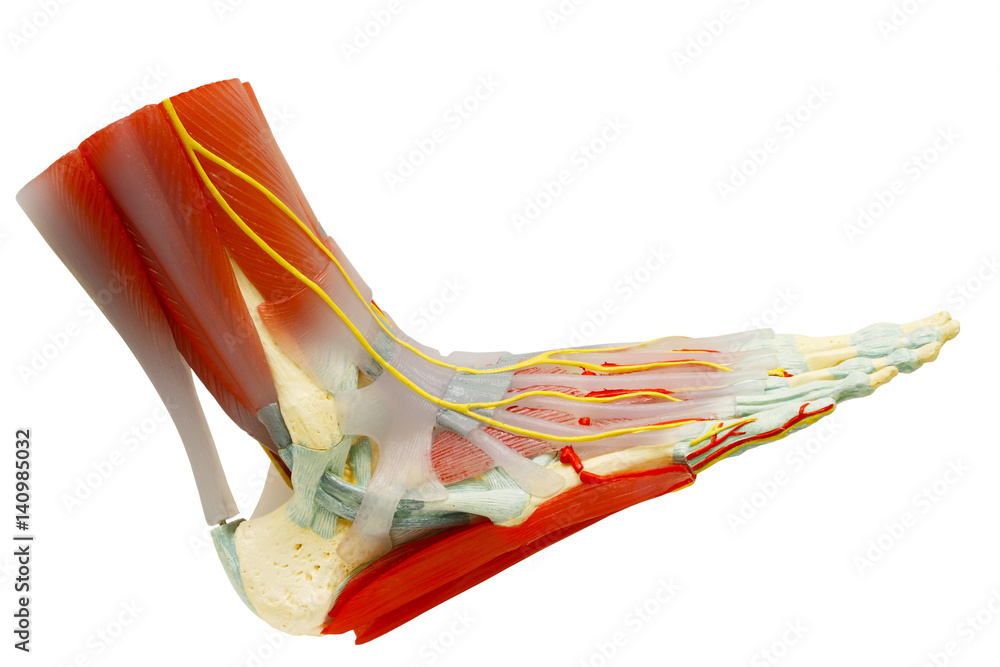 Human right foot muscles anatomy isolated with clipping path. foto de ...