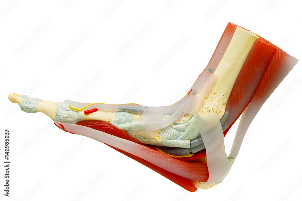 Human right foot muscles anatomy isolated with clipping path. Stock ...