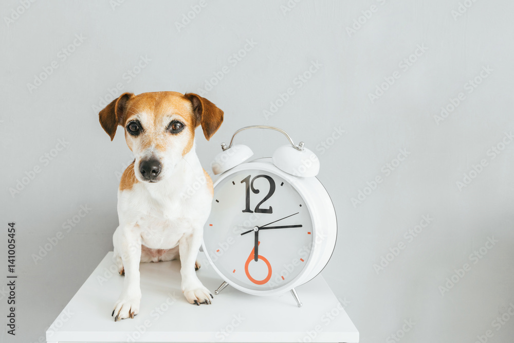 Dog and clock. Gray background. About time theme Stock Photo | Adobe Stock