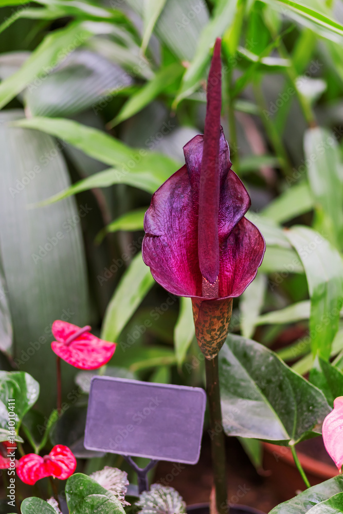Amorphophallus konjac (also known as konjak, konjaku, konnyaku potato ...