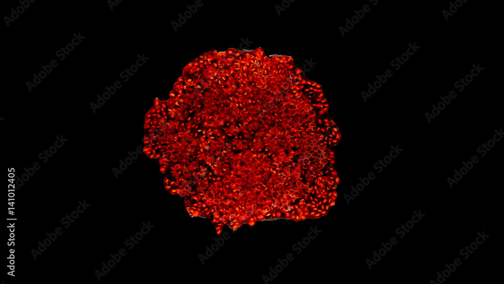 Crushed Raspberries on a black background Stock-Foto | Adobe Stock