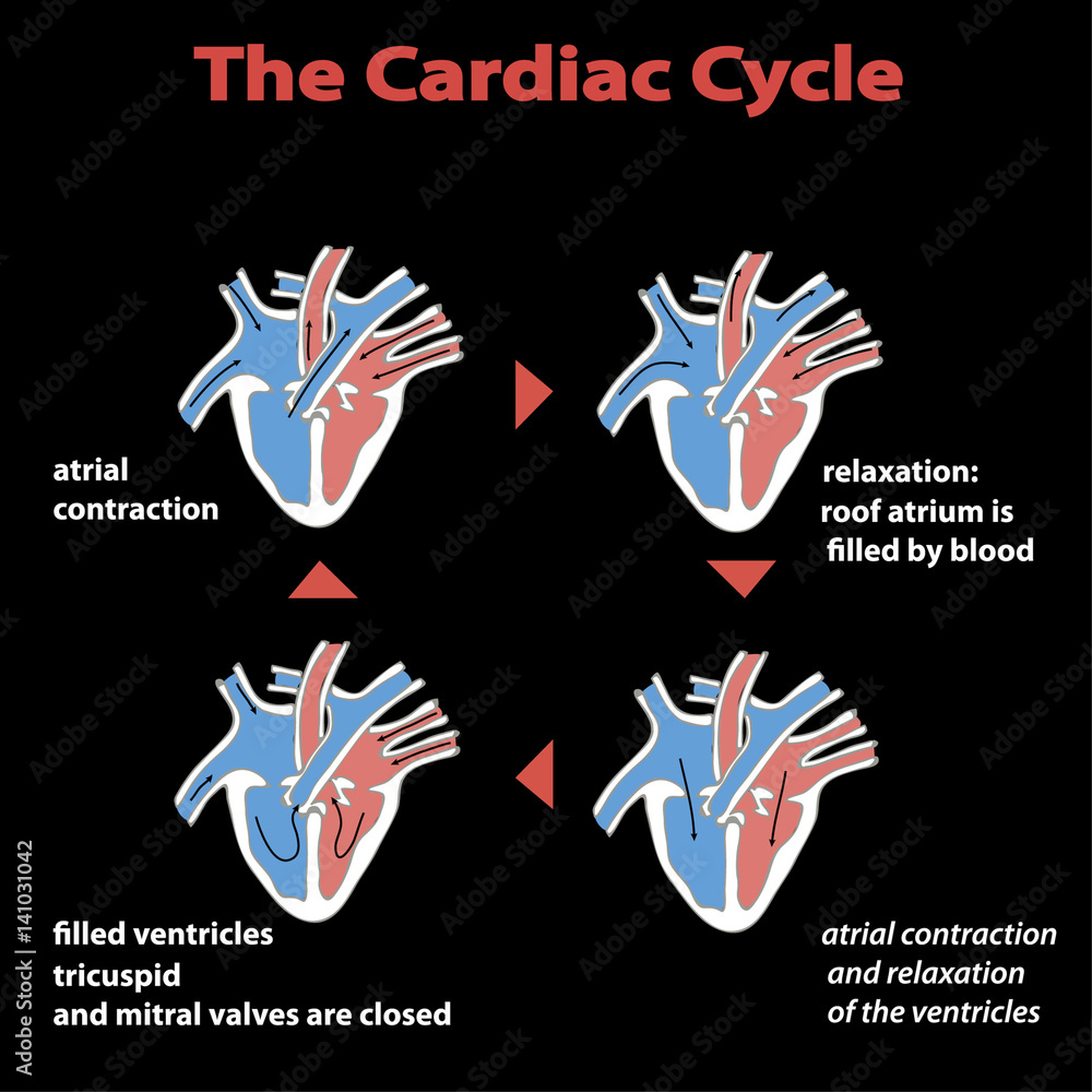 The cardiac cycle of heart on black isolated. Stock Vector | Adobe Stock