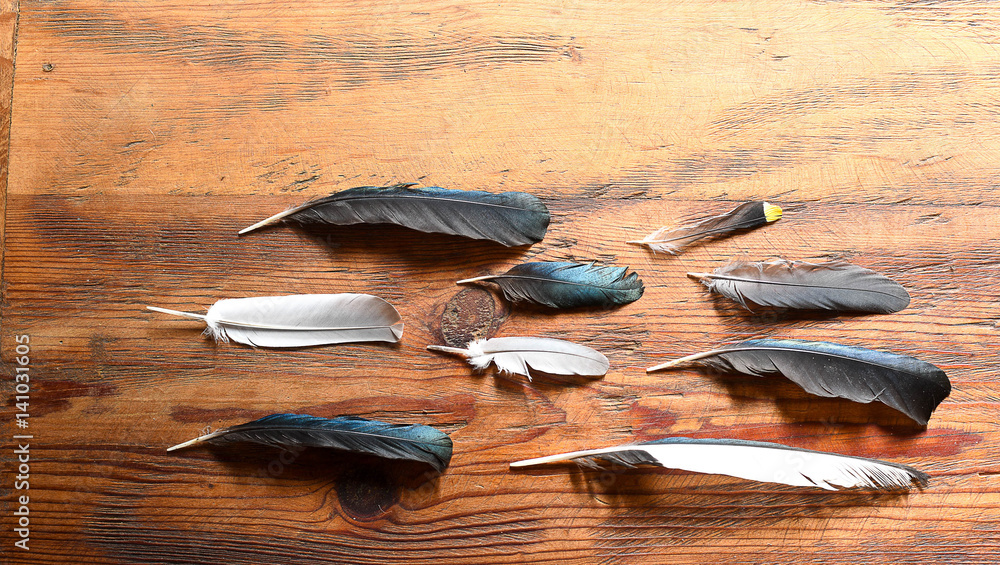 Artistic arrangement of multiple bird feathers of many species arranged ...