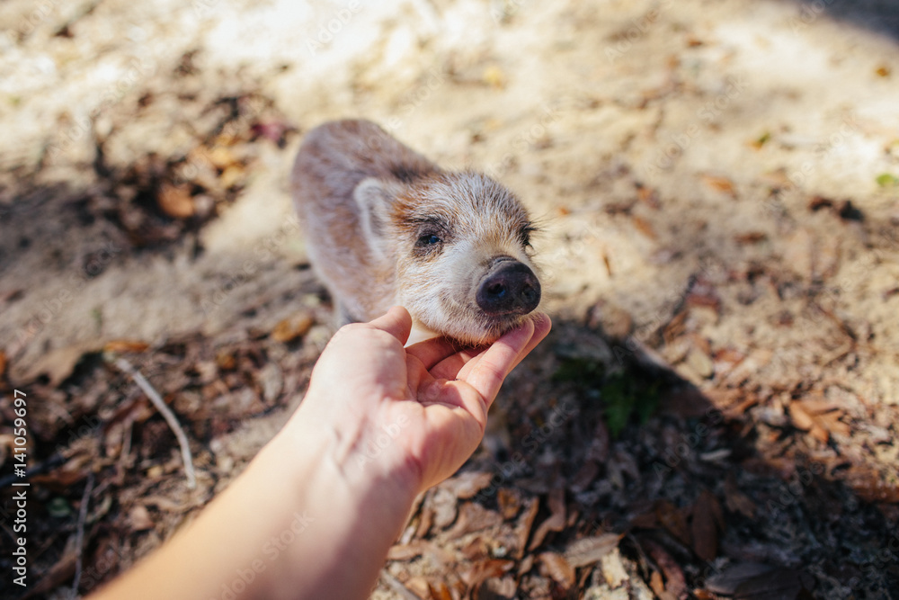 Person stroking young pig Stock Photo | Adobe Stock