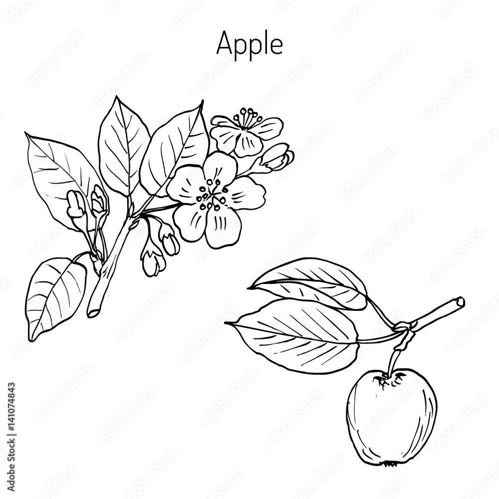 Hand drawing apple tree branch Stock Vector | Adobe Stock