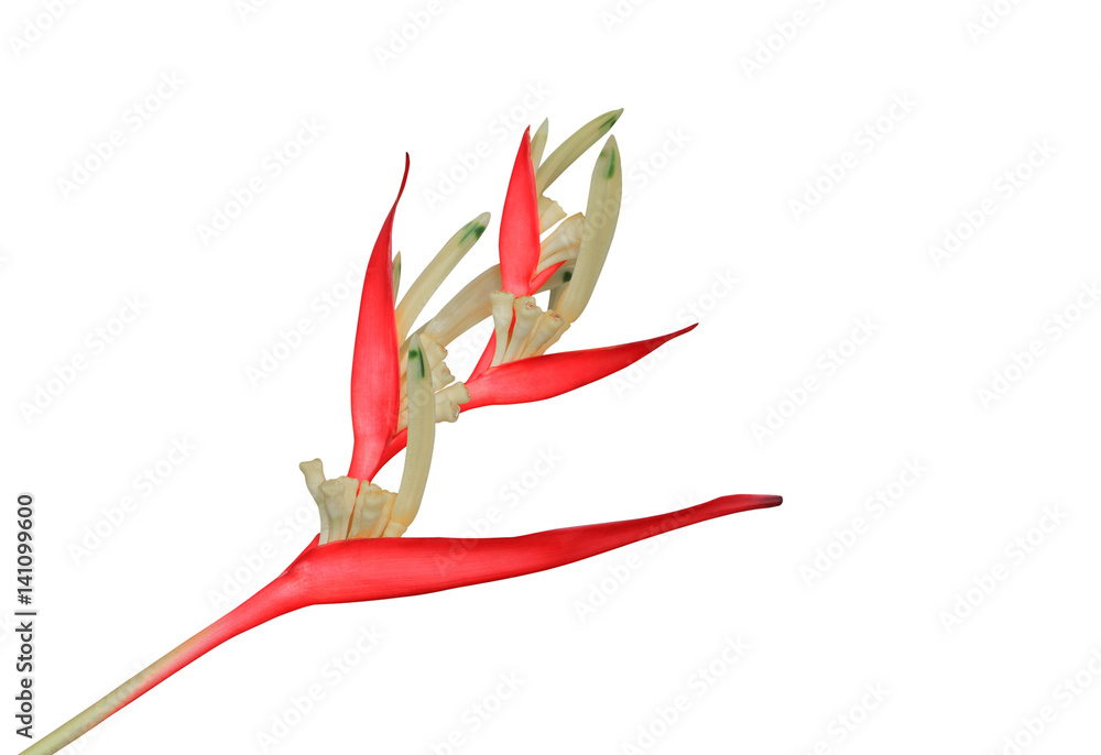bird of paradise Beautiful red flower Strelitzia Reginae isolated on ...