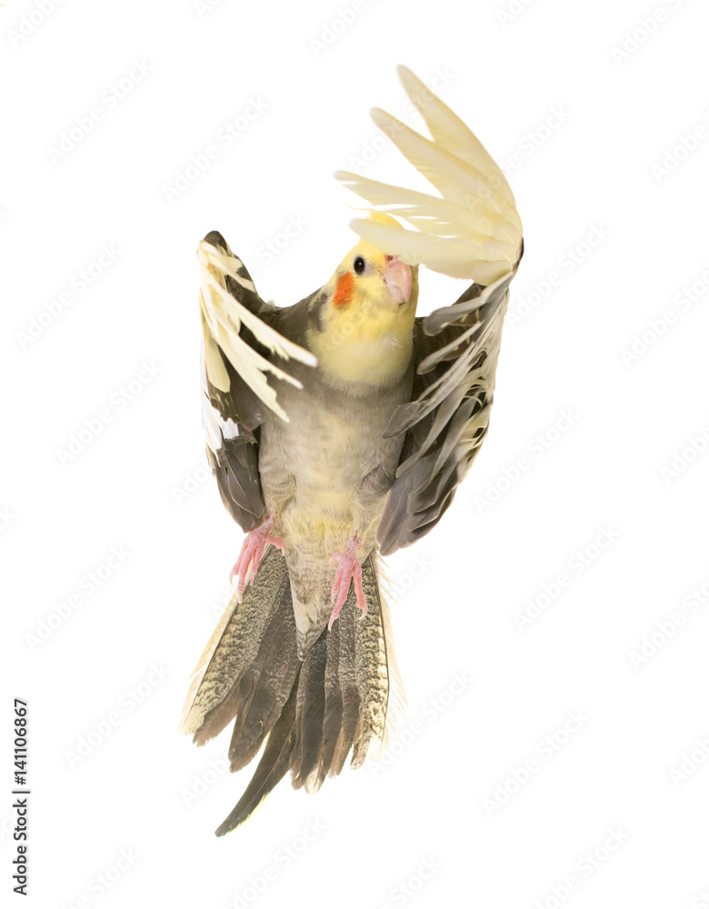 Cockatiel Flying