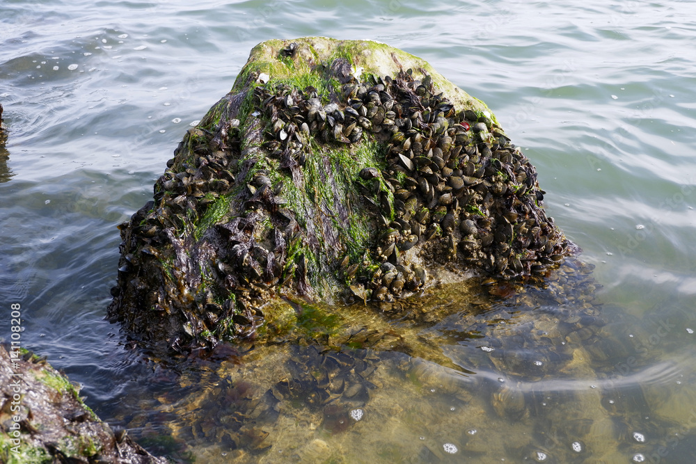 Cozze sugli scogli con mare e onde sullo sfondo Stock Photo | Adobe Stock