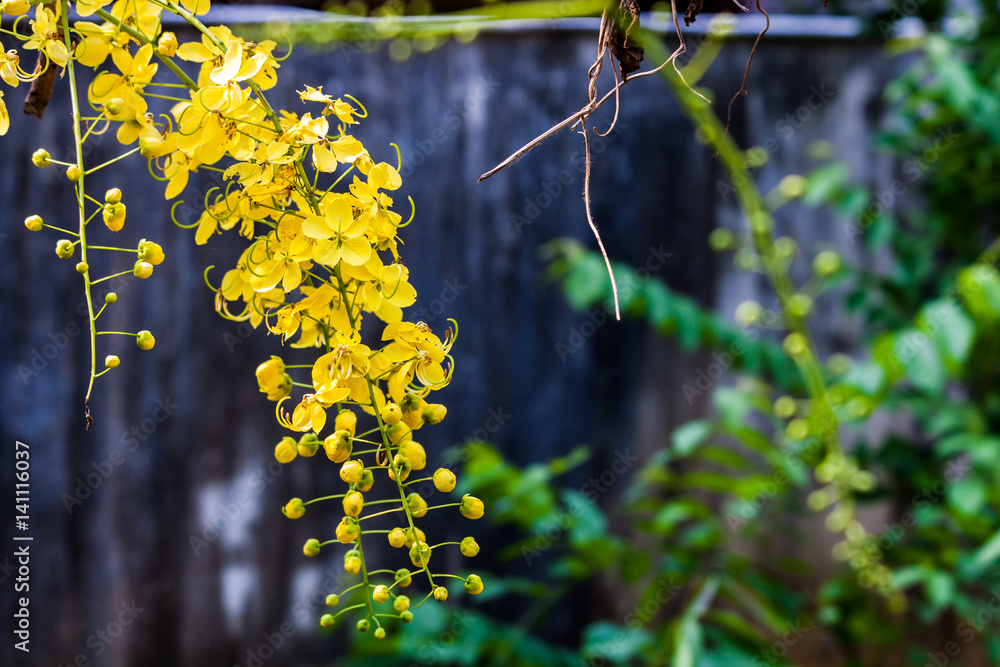 Kanikkonna - Golden shower, Cassia Fistula, bloom in tree. This flower is using by Hindu Vishu ...
