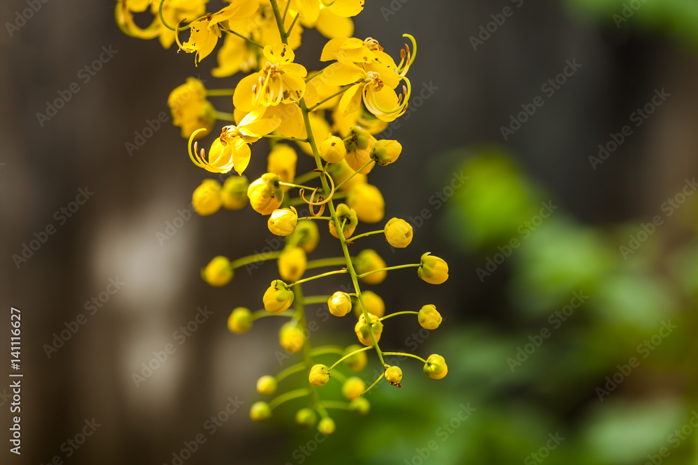 Kanikkonna - Golden shower, Cassia Fistula, bloom in tree. This flower is using by Hindu Vishu ...