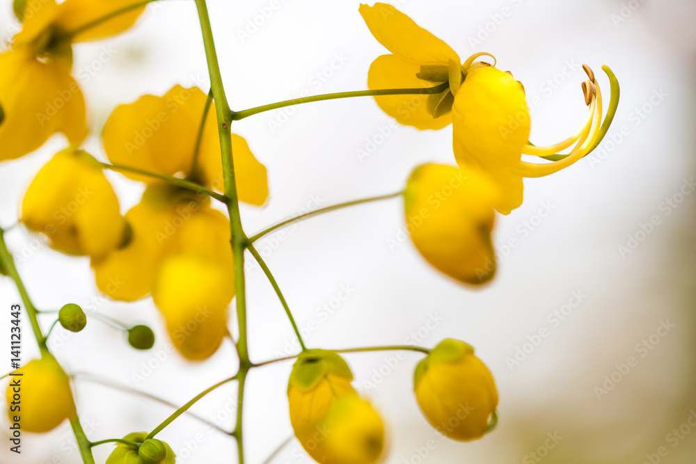Kanikkonna - Golden shower, Cassia Fistula, bloom in tree. This flower is using by Hindu Vishu ...