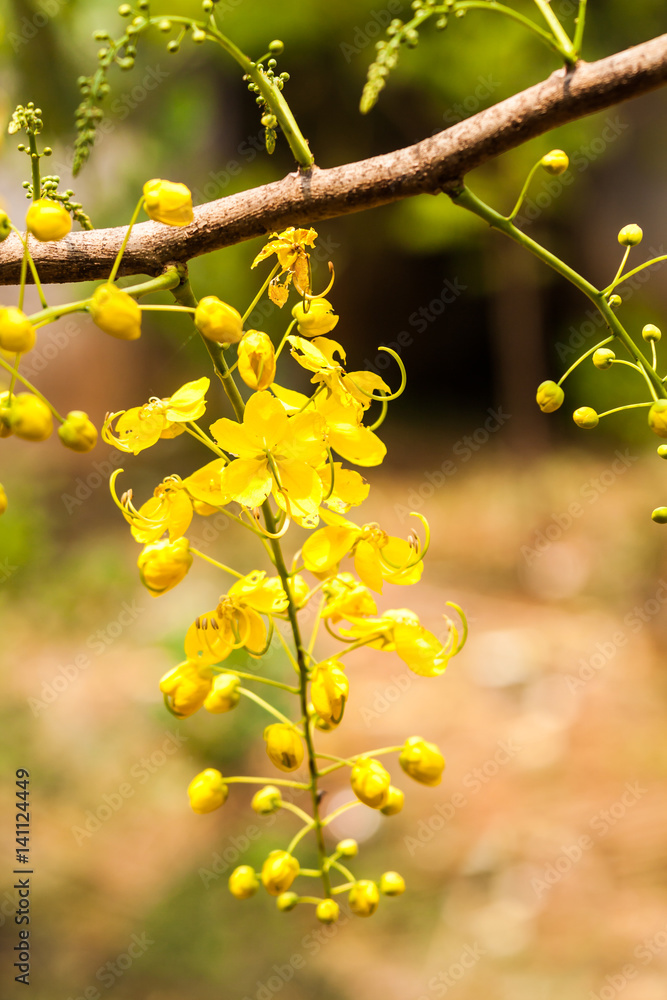 Kanikkonna - Golden shower, Cassia Fistula, bloom in tree. This flower is using by Hindu Vishu ...