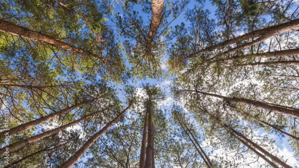 Looking up sky under Pine Tree Timelapse, 4k nature time lapse Stock ...