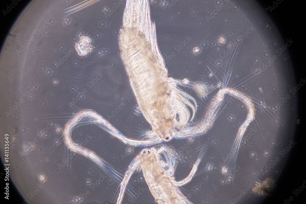 Copepod (zooplankton) in freshwater and Marine under microscope. Stock ...