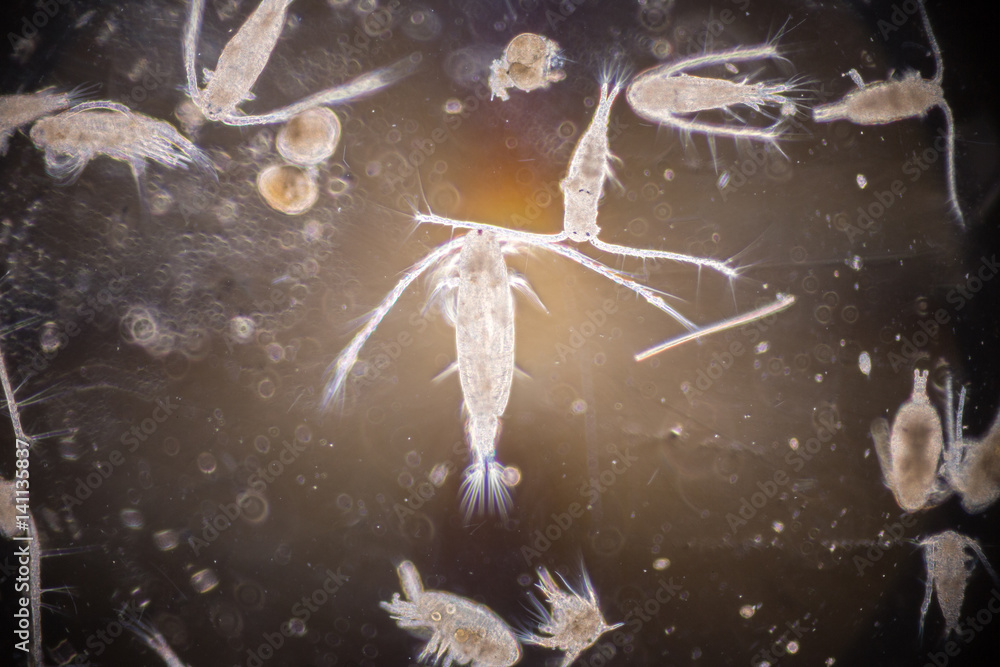 Copepod (zooplankton) in freshwater and Marine under microscope. Stock ...