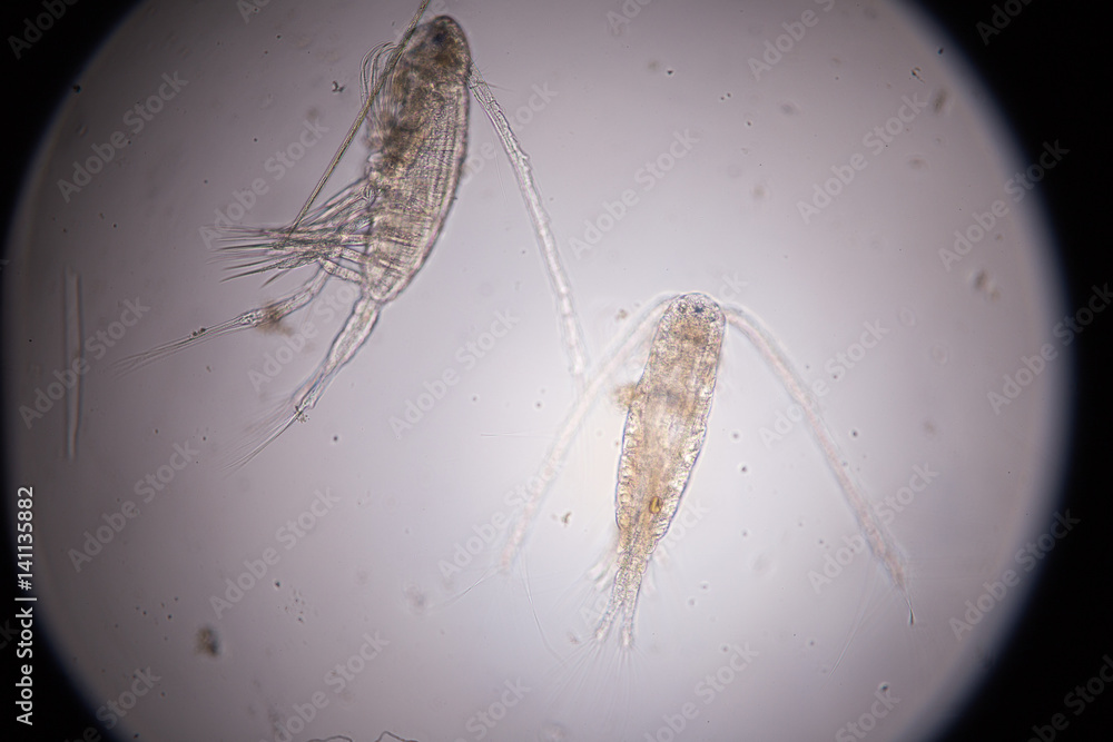 Copepod (zooplankton) in freshwater and Marine under microscope. Stock ...