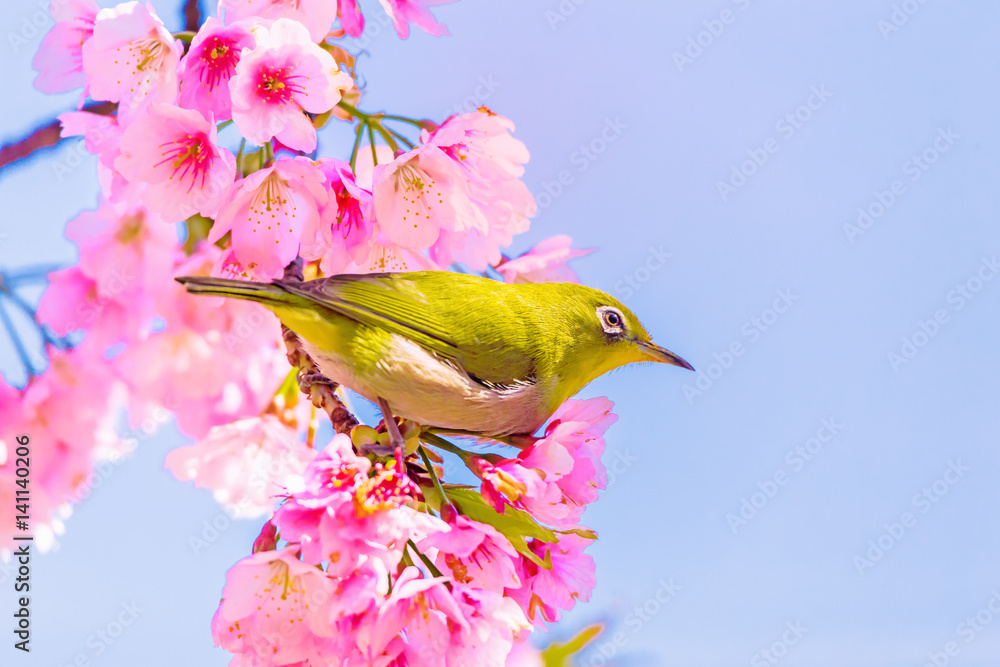 The Japanese White eye.The background is cherry blossoms(Prunus x ...