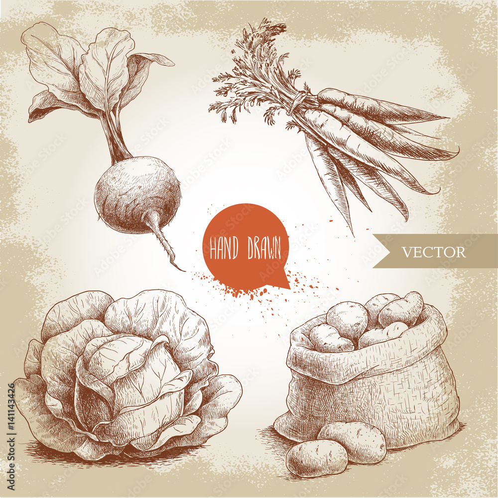 Hand drawn sketch style vegetables set. Cabbage, beet root with leafs ...
