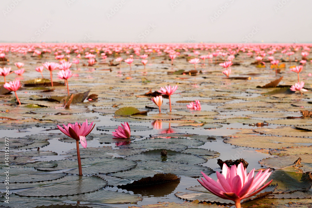 RED LOTUS Stock Photo | Adobe Stock
