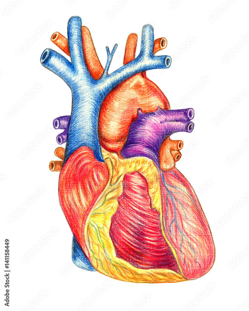 The human heart viewed from the front, hand drawn medical illustration ...
