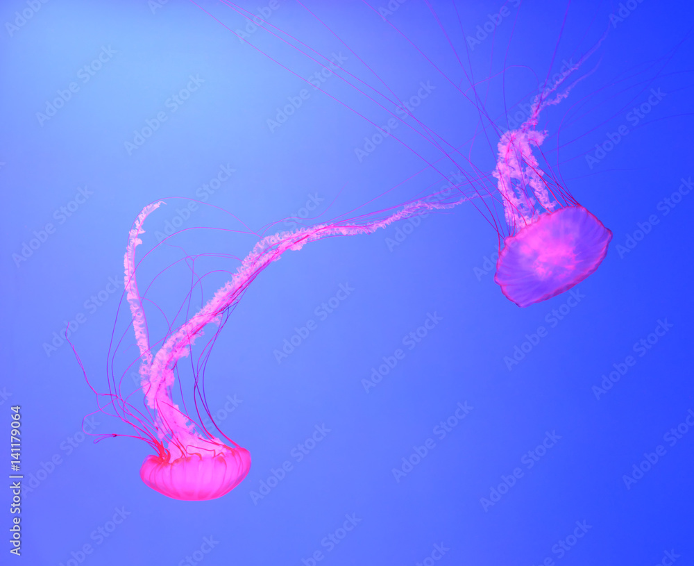 Qualle pink in blau Stock Photo | Adobe Stock