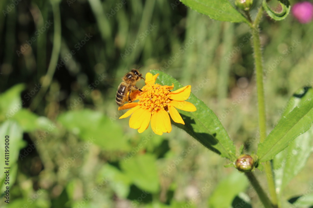 Yellow "Three-lobed Tridax Daisy" flower in St. Gallen, Switzerland ...