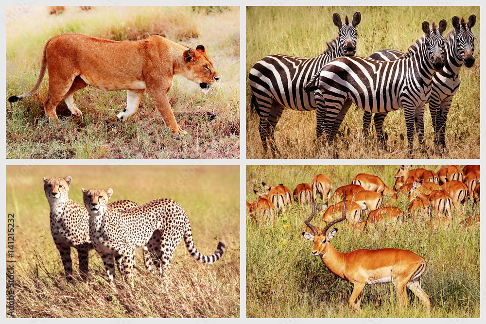 African Animals Collage