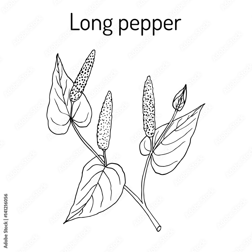 Ayurvedic plant Long pepper Piper longum , pippali. Stock Vector ...