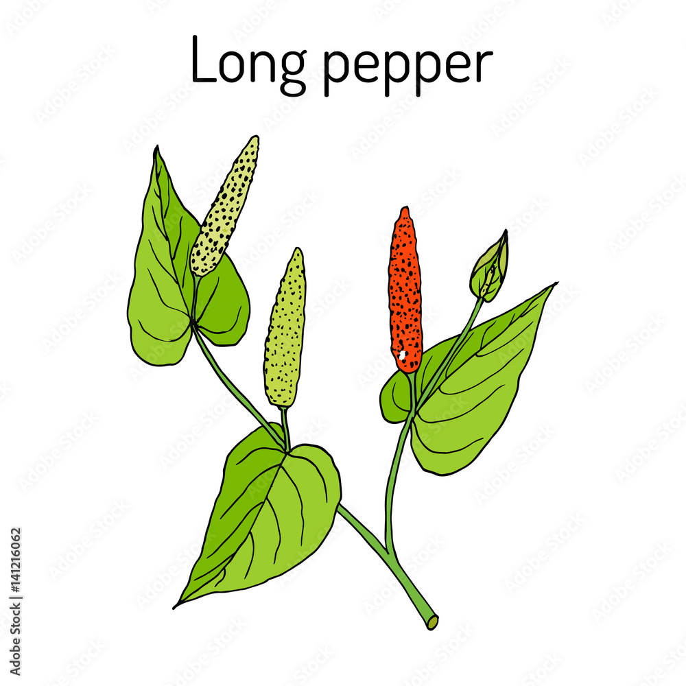 Ayurvedic plant Long pepper Piper longum , pippali. Stock Vector ...
