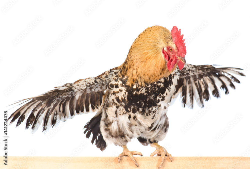 Rooster sits on a perch and flap its wings. isolated on white ...