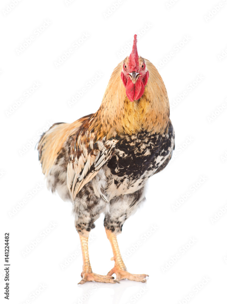 Rooster standing in front view. isolated on white background Stock ...