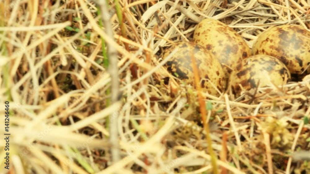 Eggs of different species of birds. Guide. European snipe nest in sedge ...