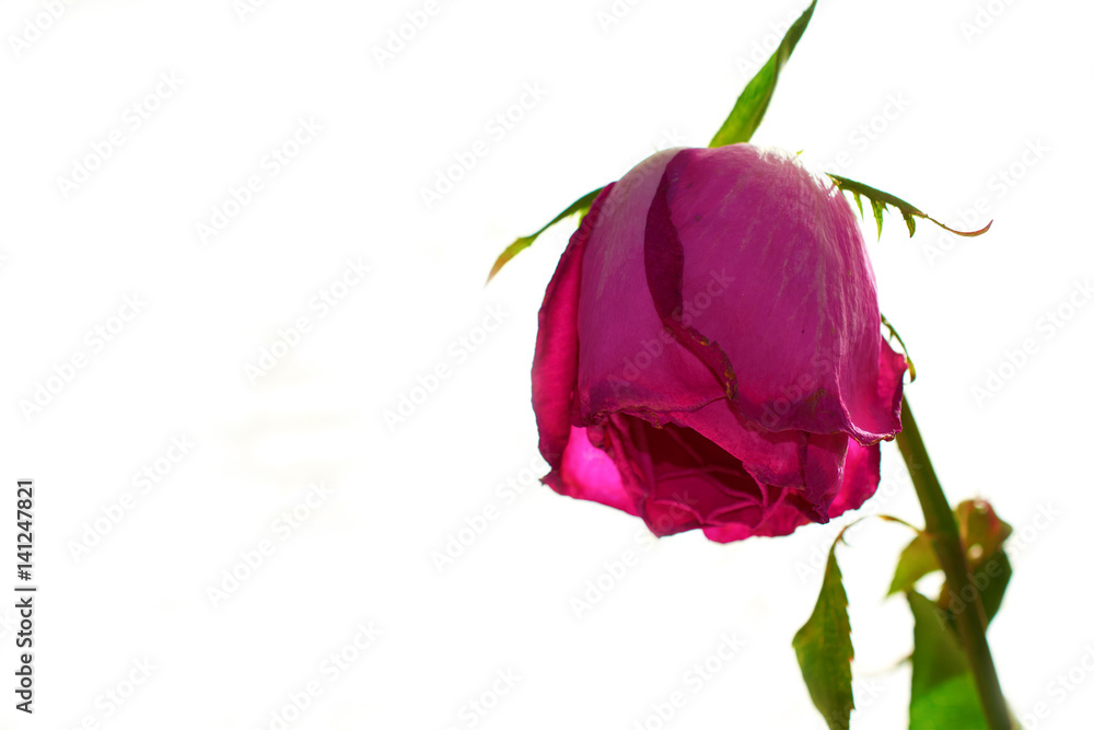 three faded red roses on light background Stock Photo | Adobe Stock