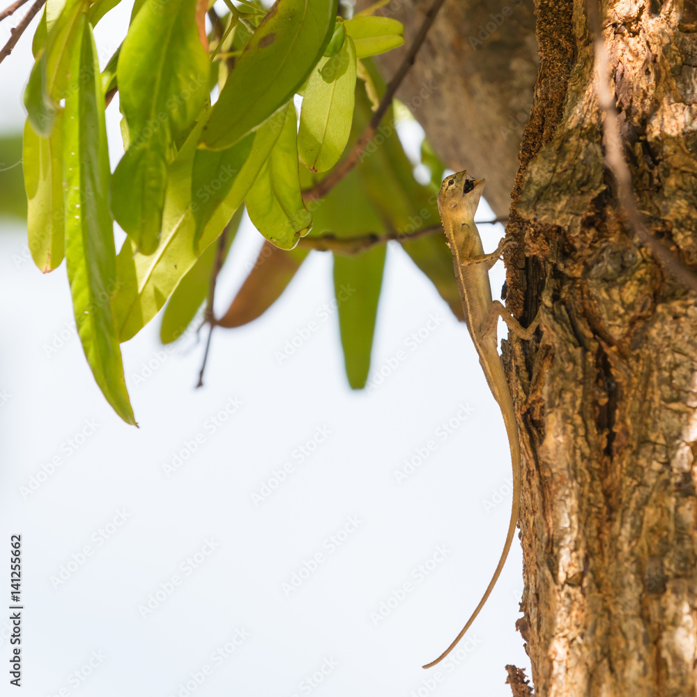 lizard eating an insect Stock Photo | Adobe Stock